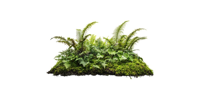 Lush Green Ferns and Moss Patch Isolated on Transparent Background ...