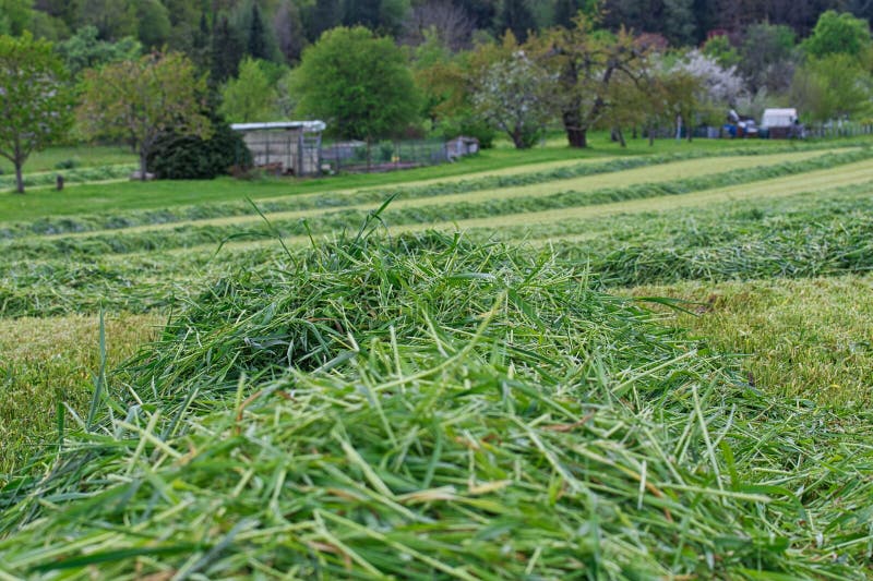 Lush Green Field Featuring a Pile of Freshly Cut Grass Stock Photo ...