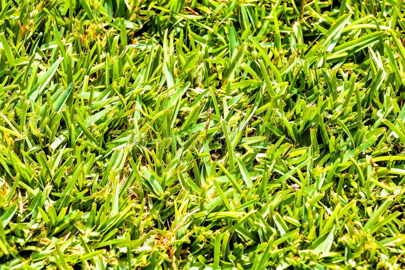 A Lush Green Field of Grass Stock Image - Image of green, fresh: 338761207