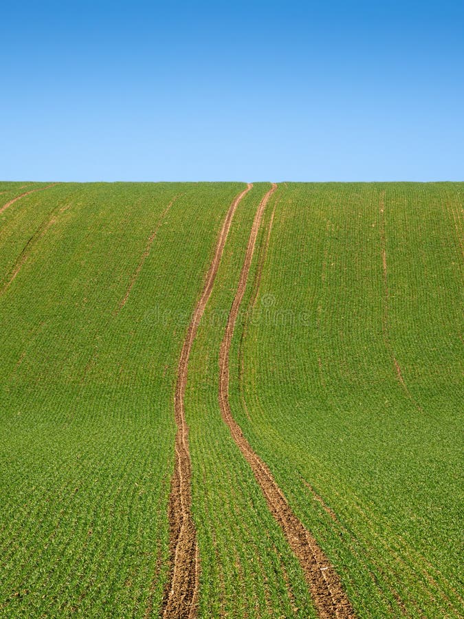 Lush Green Field with Parallel Dirt Tracks Stock Image - Image of crops ...