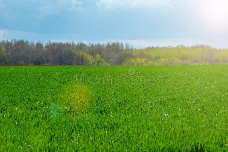 Lush Green Field, Sky with Clouds, Bushes on the Horizon Stock Photo ...