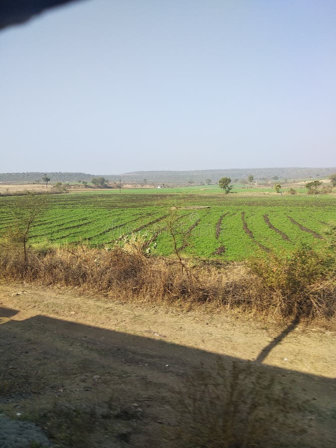 Lush Green Fields of Crops in Spring Stock Photo - Image of spring ...