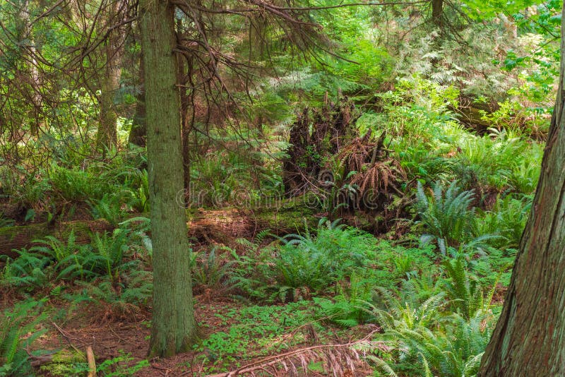 Floor of the Rain Forest stock image. Image of green - 116215587