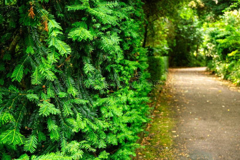Lush Green Foliage Along Serene Pathway in Tranquil Forest Setting with ...