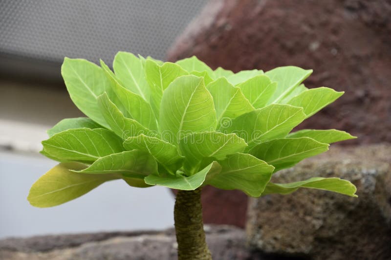 Lush Green Foliage Cabbage Stick Stock Photos - Free & Royalty-Free ...