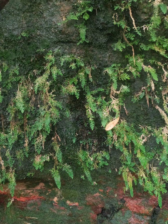Lush Green Foliage Cascading Down a Moist, Rocky Surface, Creating a ...