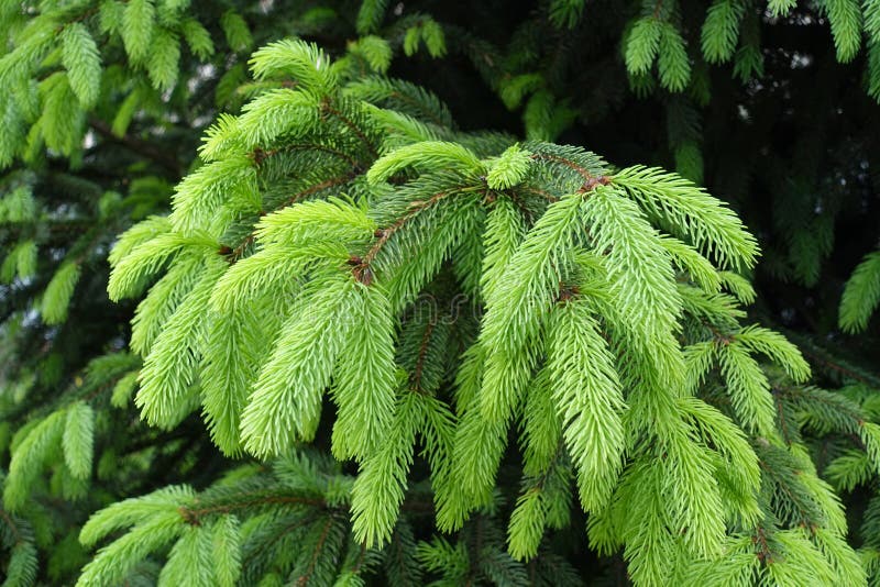 Lush Green Foliage of European Spruce Stock Image - Image of leafage ...