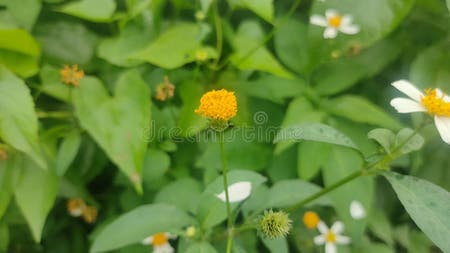 Zay Flowers Fat Head Stock Photos - Free & Royalty-Free Stock Photos ...