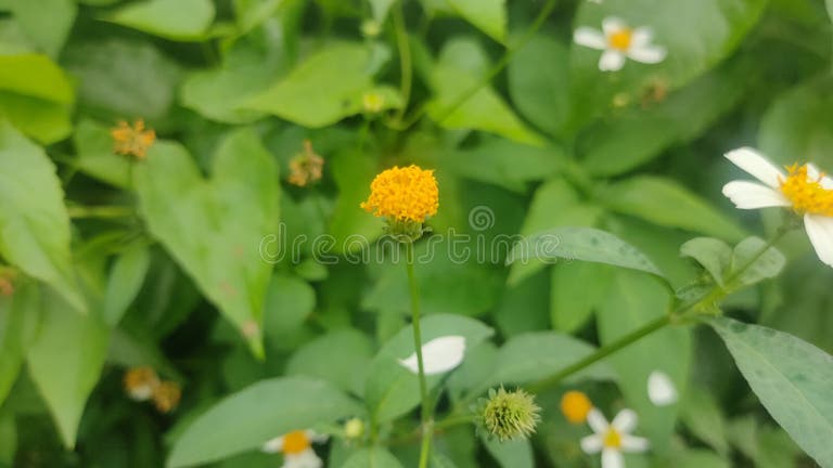 Zay Flowers Fat Head Stock Photos - Free & Royalty-Free Stock Photos ...