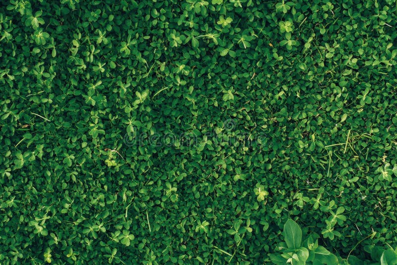 Lush Green Foliage of Small, Rounded Leaves Stock Illustration - Illustration of background ...