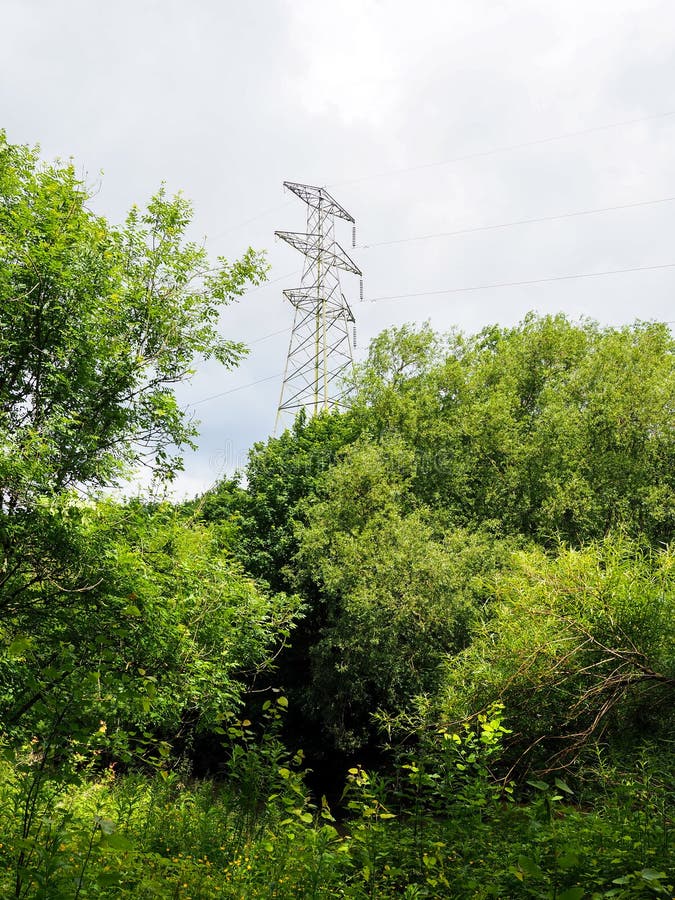 Lush Green Foliage Surrounds a Towering Electrical Pylon on an Overcast ...
