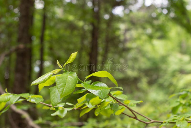 Lush Green Foliage of a Tree Branch Stock Photo - Image of foliage ...