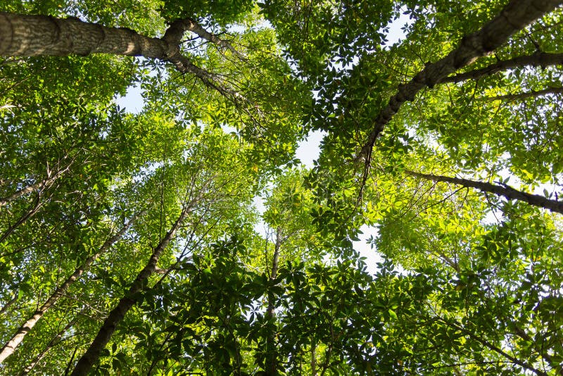 Lush green foliage, trees stock photo. Image of sunlight - 63316752