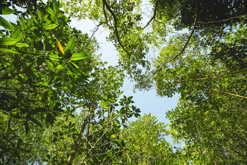 Lush Green Foliage, Trees , Upper View Stock Image - Image of clear ...