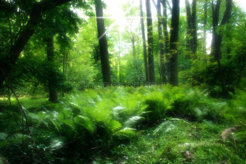 Lush Green Forest stock photo. Image of beautiful, outside - 259640