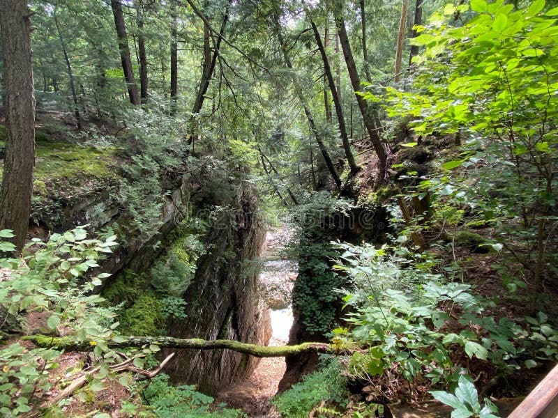 Lush Green Forest with Deep Ravine and Dense Foliage Stock Photo ...