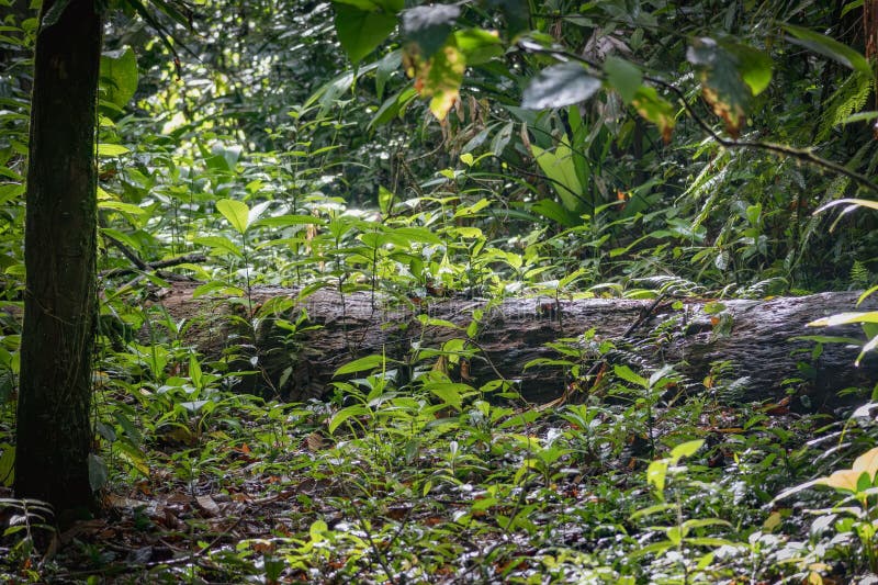 Lush Green Forest with Fallen Log Stock Image - Image of growth ...