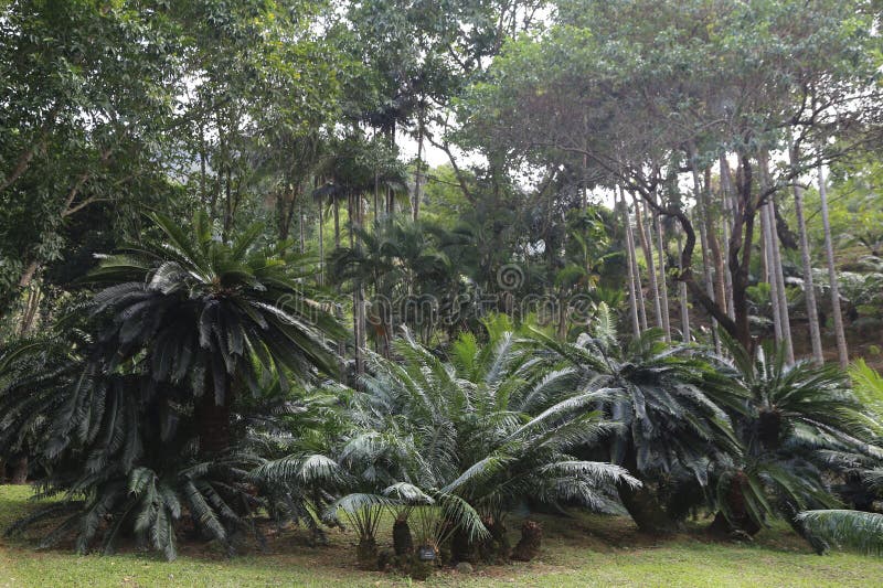 A Lush Green Forest with a Few Trees in the Foreground Stock Photo ...
