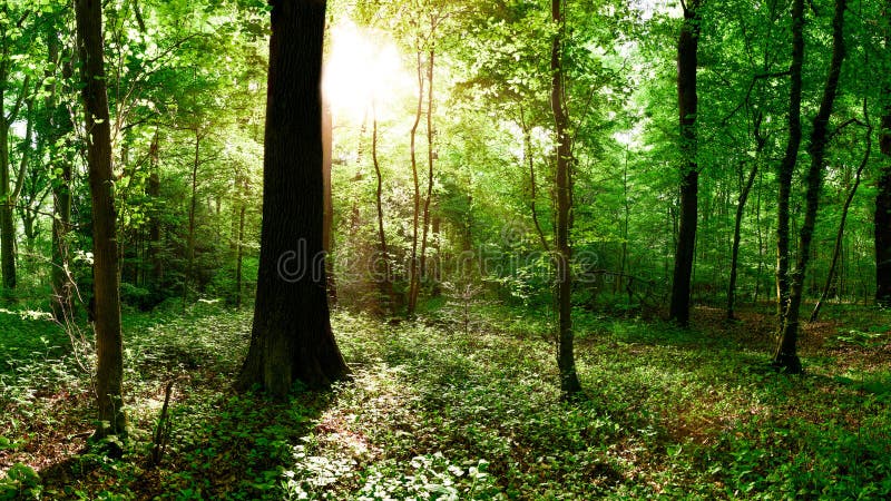 Lush Green Forest stock photo. Image of green, environment - 180249572