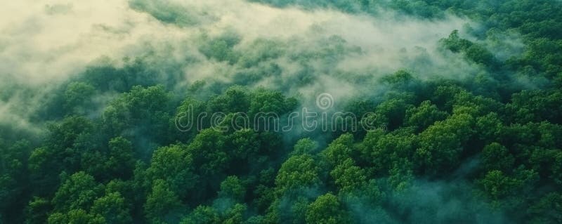 Lush Green Forest with Mist, Aerial View. Nature and Tranquility ...