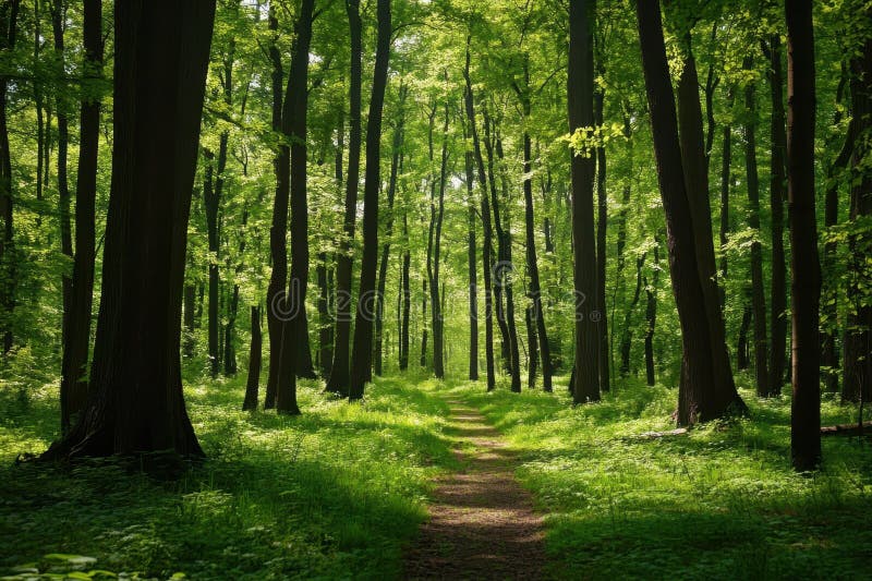 Lush Green Forest Path Winding through Tall Trees in Bright Daylight ...