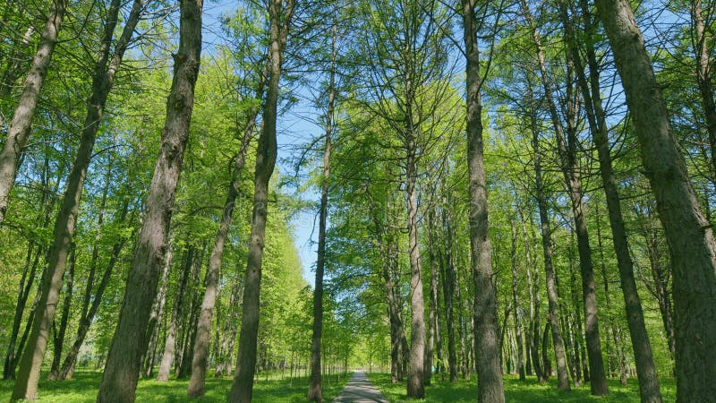 A Lush Green Forest Pathway Beneath a Bright Blue Sky, Perfect for ...
