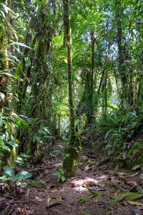 Lush Green Forest Pathway with Brown Leaves on the Ground. Vertical ...
