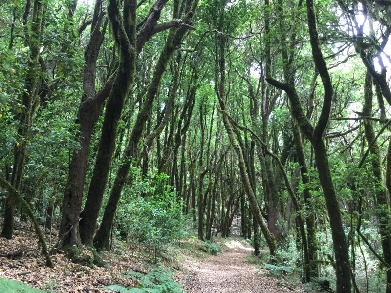Lush Green Forest Pathway Surrounded by Tall Trees Stock Photo - Image ...