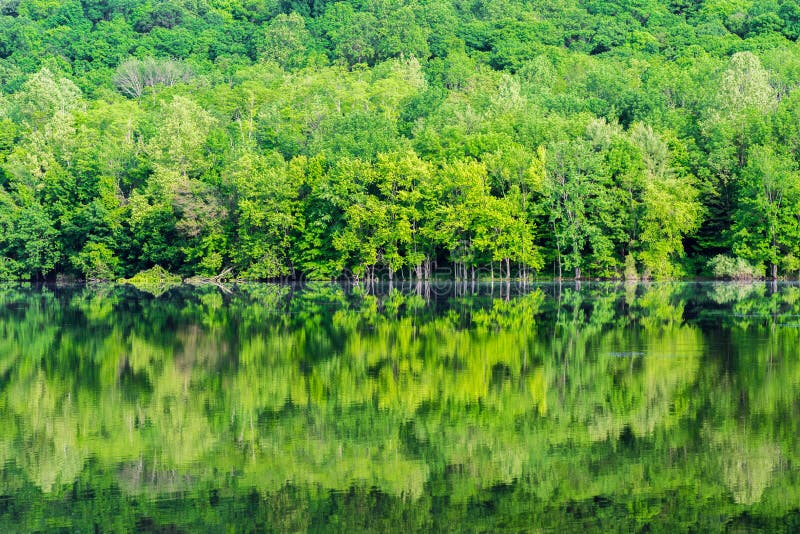 Forest reflection stock image. Image of nature, reflect - 123594561