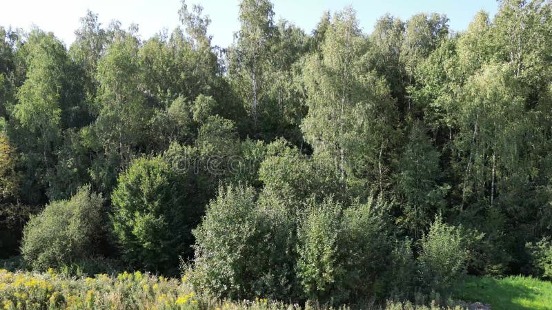 Lush Green Forest and Shrubs in Summer Stock Video - Video of ...