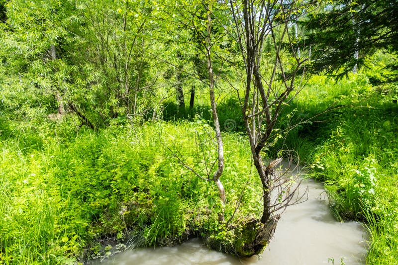 Lush Green Forest Stream Flowing Under Dense Foliage on a Sunny Day ...