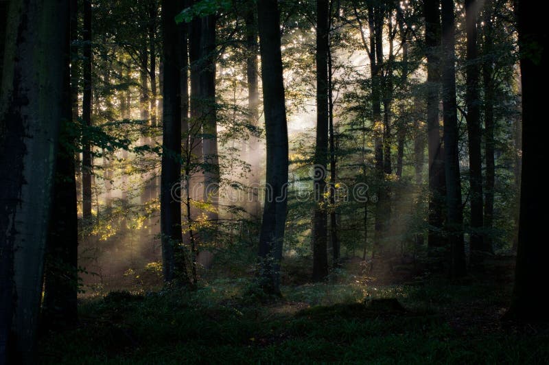 Lush Green Forest, with Sunlight Beaming through the Trees and Creating ...
