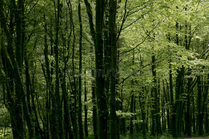 A Lush Green Forest, Tall Trees during the Day Stock Photo - Image of ...
