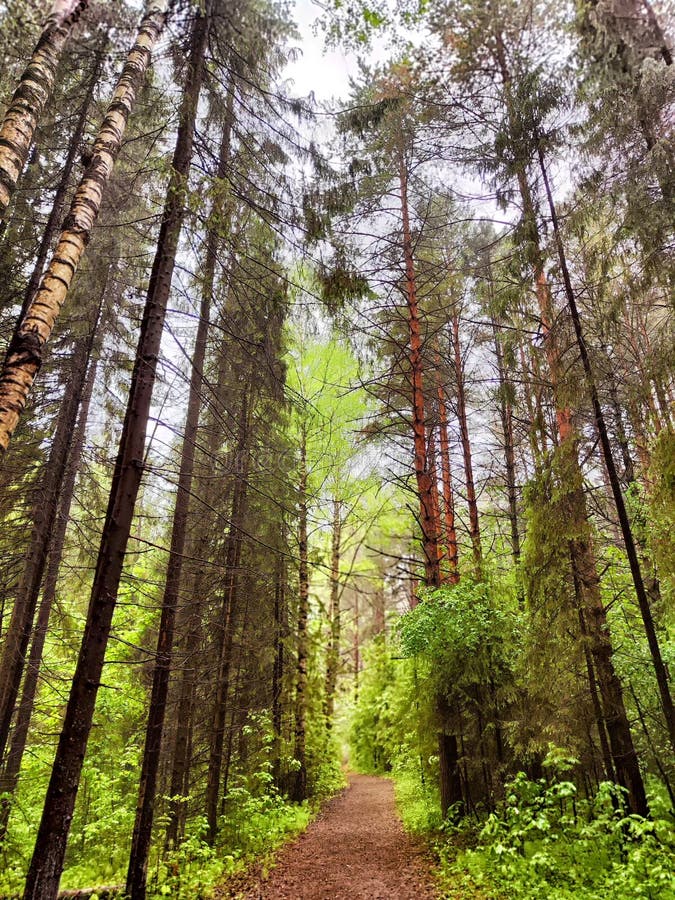 Lush Green Forest with Tall Trees and Sunlight Filtering through Leaves ...
