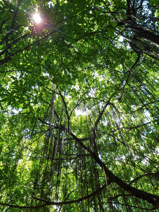 A Lush Green Forest with a Tree Canopy that is Full of Leaves Stock ...