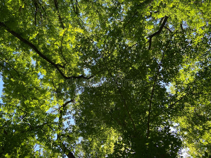 Lush Green Forest Trees in Spring in May Stock Image - Image of spring ...