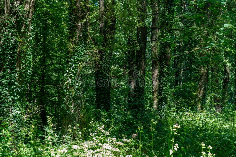 Lush Green Forest trees stock photo. Image of fern, natural - 356948046