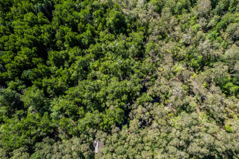 Lush Green Forest or Woodland Looking Down on the Tree Stock Image ...