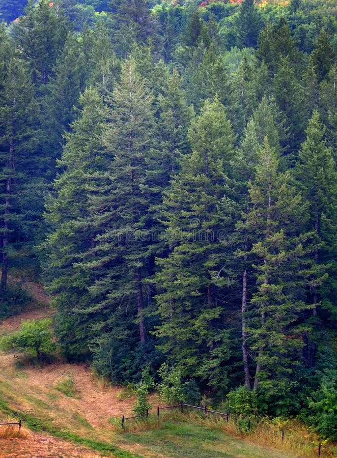 Lush Green Fresh Pine Tree Forest on Mountain Side Forrest Stock Photo ...