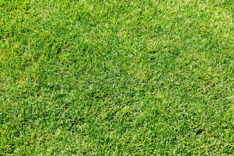 Lush green grass field stock photo. Image of outdoor - 280373126