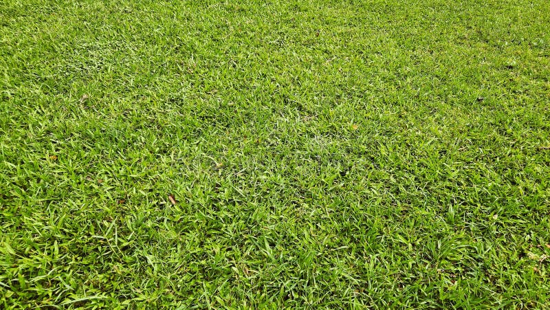 Lush green grass fields stock image. Image of freshness - 306969191