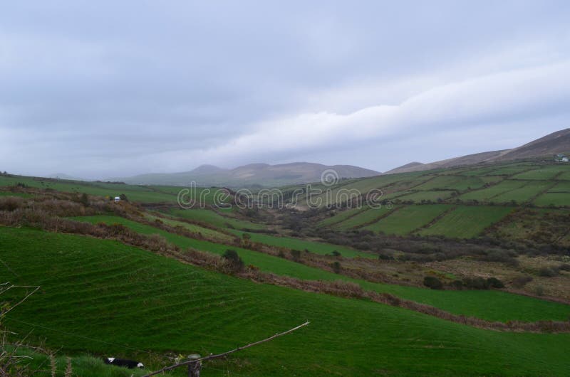 Lush Green Grass Fields in Dingle Ireland Stock Image - Image of ...