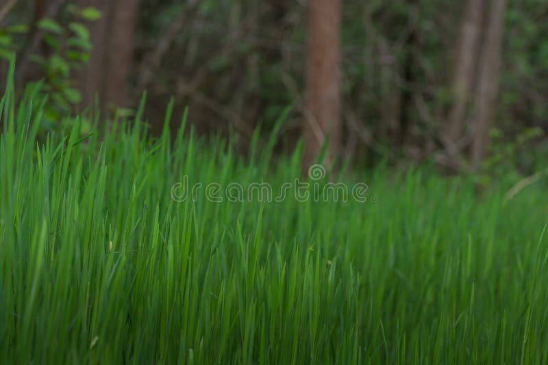 Lush Green Grass in the Forest Stock Image - Image of color, care ...