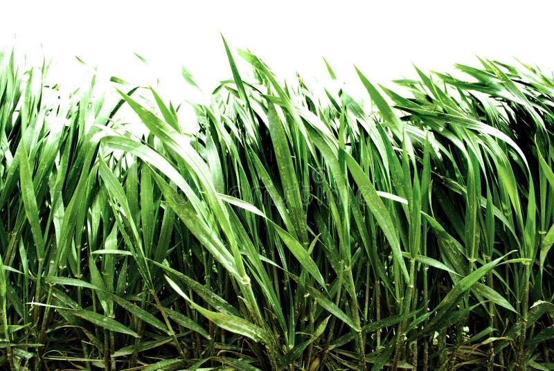 Lush Green Grass Growing in Sunlight Stock Image - Image of backgrounds ...