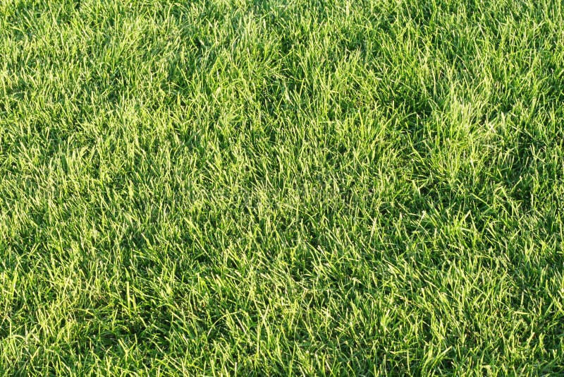 Lush green grass, lawn stock photo. Image of bright, healthy - 3553392