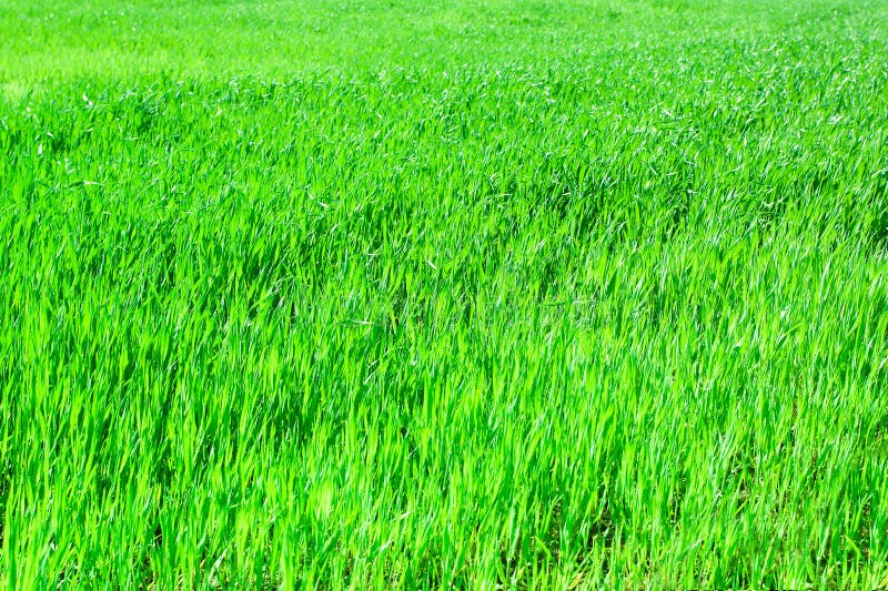 Lush green grass stock photo. Image of outdoors, green - 69484628