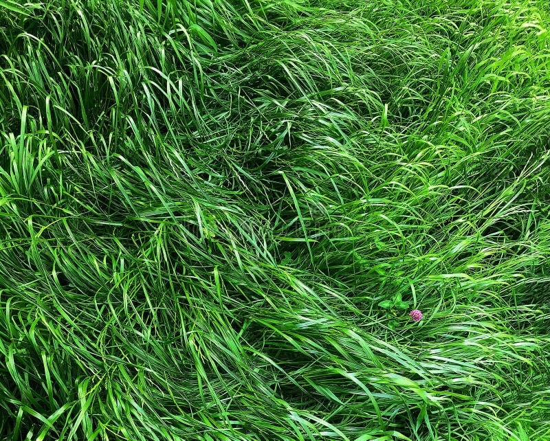 Lush green grass stock image. Image of outdoor, natural - 187706559