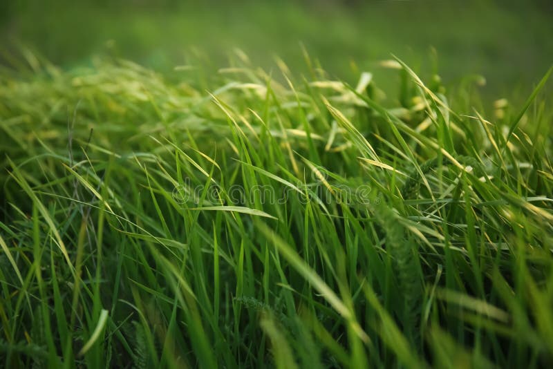 Lush Green Grass on Spring Day Stock Image - Image of vegetation ...