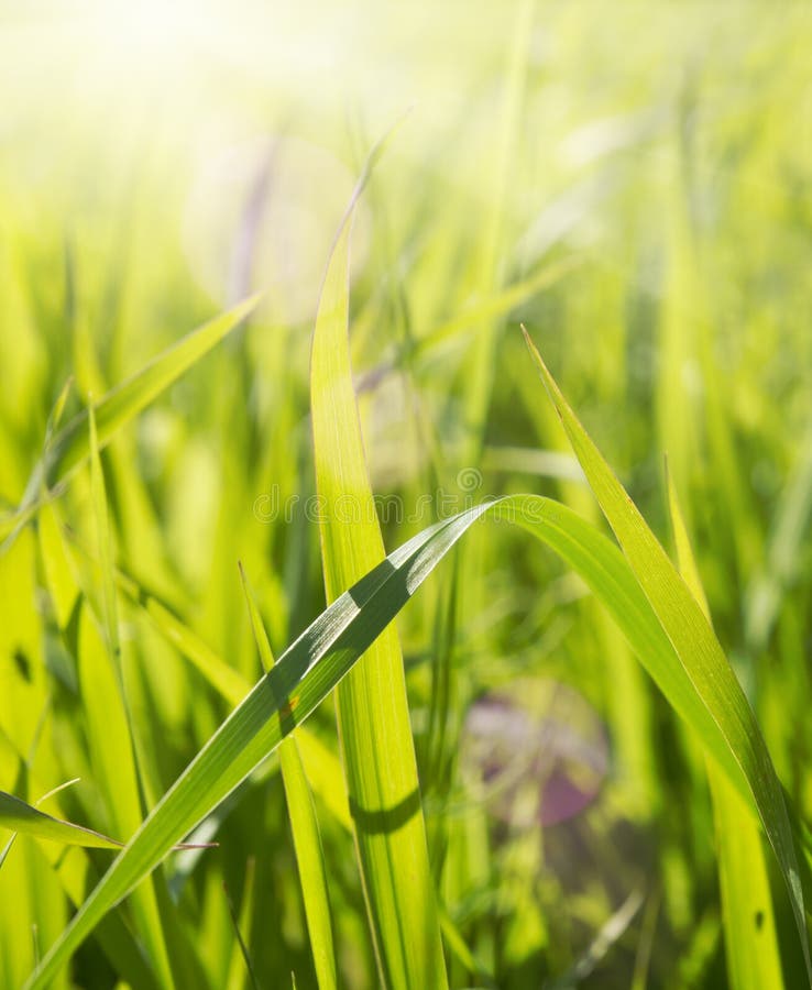 Green Grass Hills Under Midday Sun in Blue Sky. Stock Photo - Image of ...