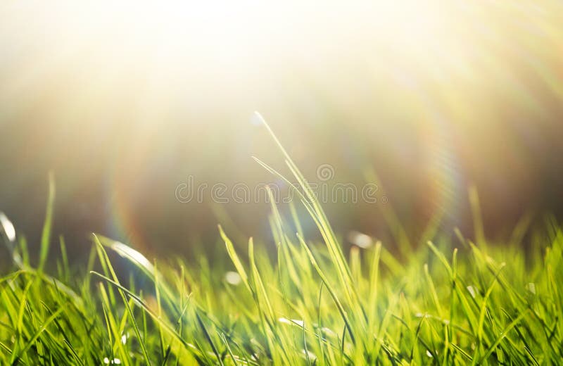 Lush Green Grass on Sunny Day Stock Photo - Image of farm, grassland ...